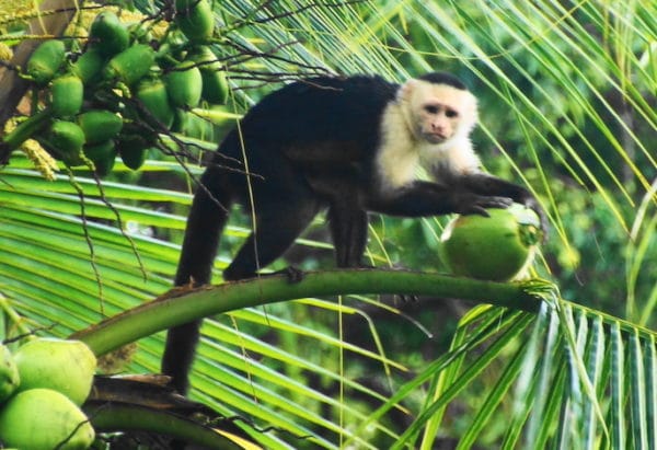 Costa Rica's Environmental Alchemy Turns Green into Gold