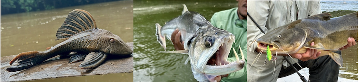 Up the Essequibo River Deep In Guyana’s Iwokrama Rainforest, a Wolf ...